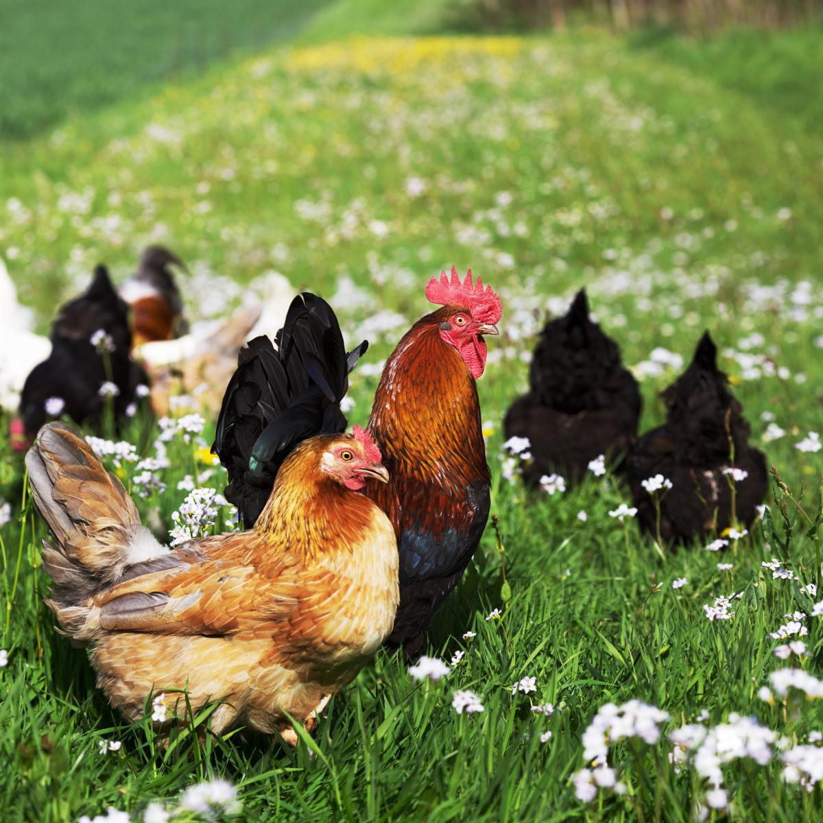 J'adopte une poule pour réduire mes déchets | SBA